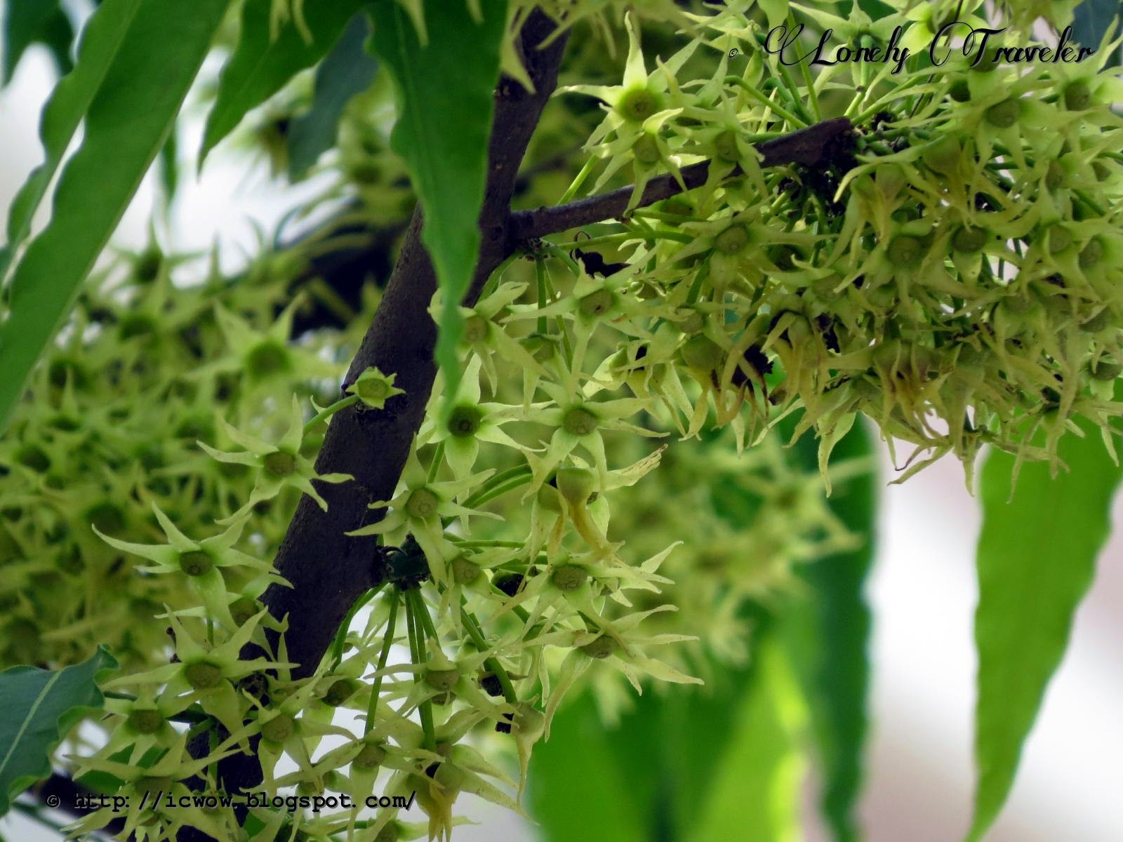 Debdaru ful (দেবদারু ফুল) - Polyalthia longifolia