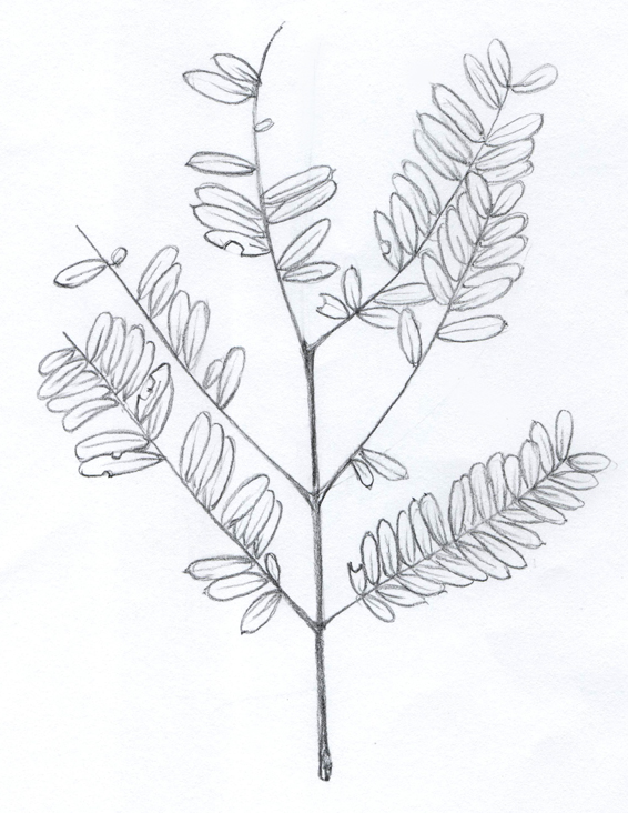 Tamarind Line Drawing