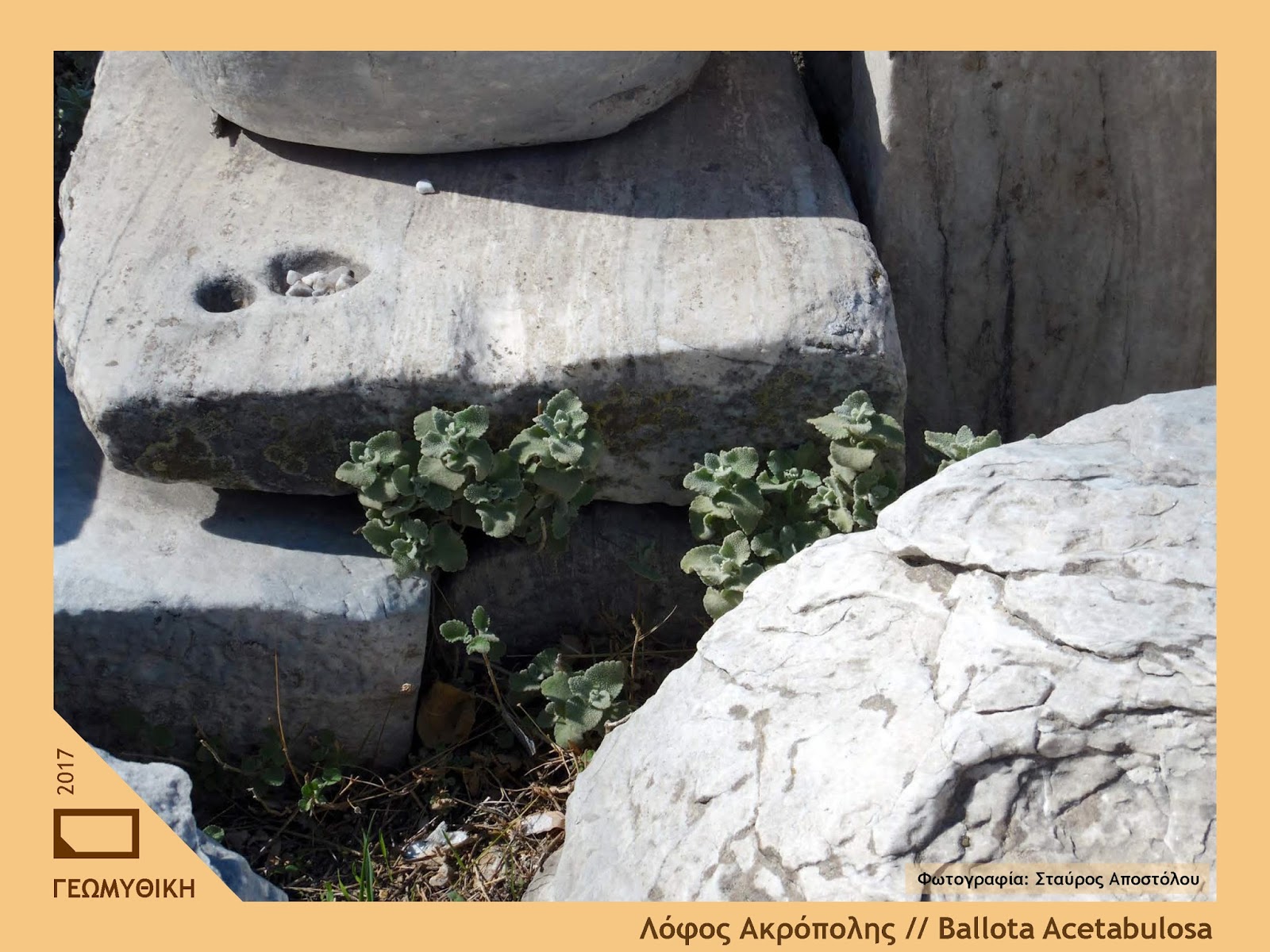 Τα φυτά της Ακρόπολης // Βοτανική περιήγηση στον ιερό βράχο.