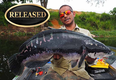 International Fishing News: MALAYSIA: caught a world record size snakehead