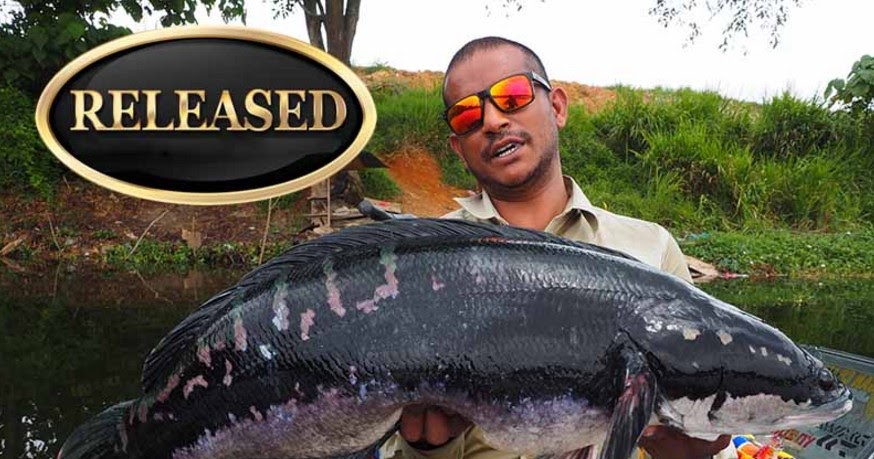 International Fishing News: MALAYSIA: caught a world record size snakehead