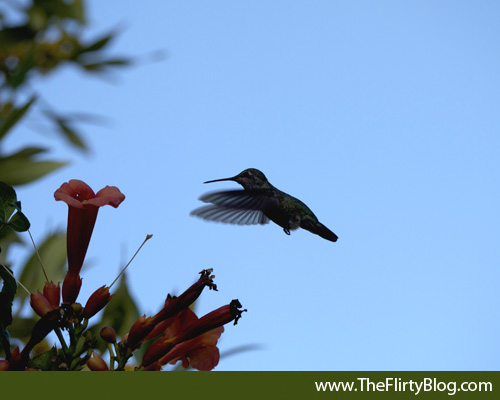 I Found The Place: Baby Hummingbird Day 24: Learning to eat