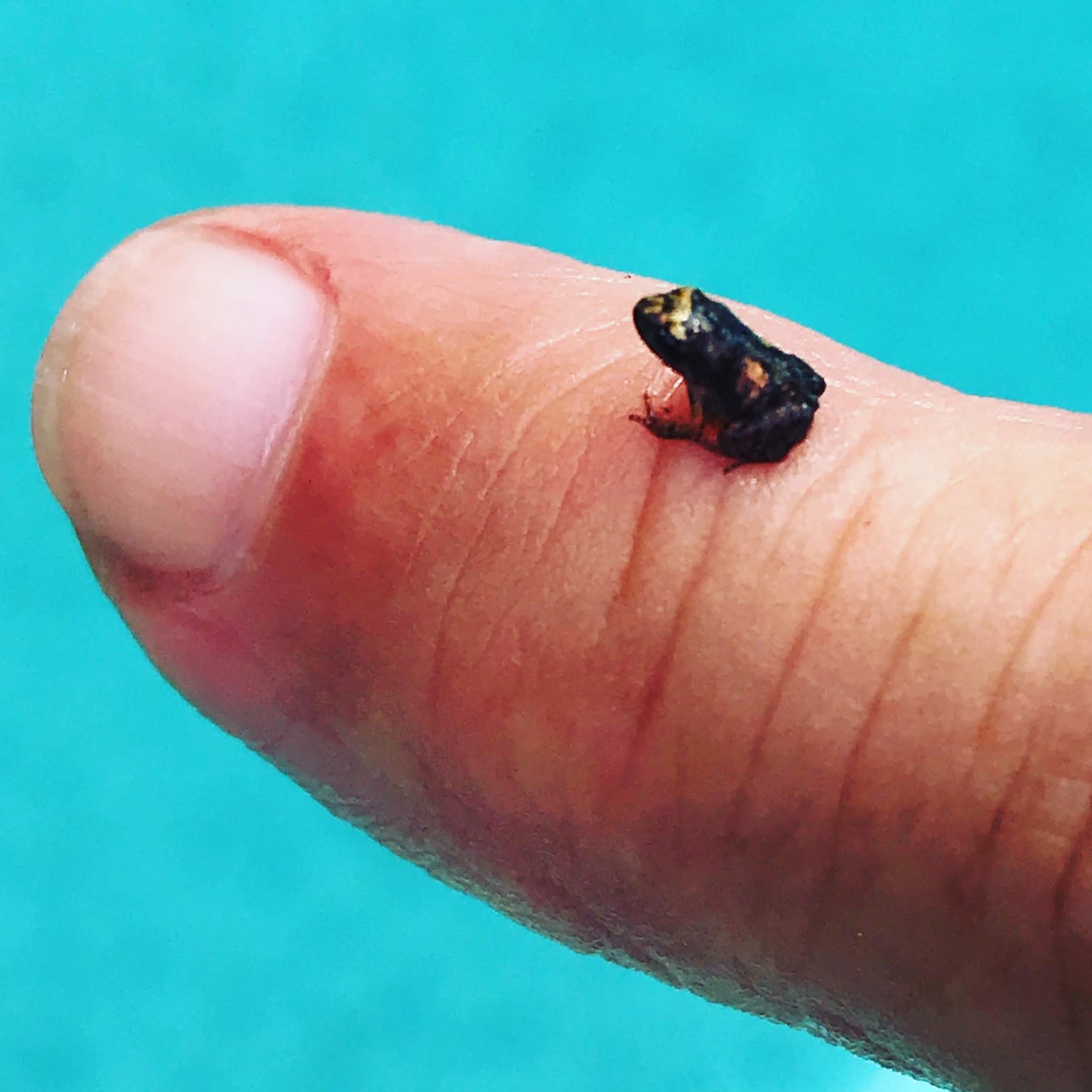 Discovering Nature in Southwest Florida: Teeny Tiny Greenhouse Frog
