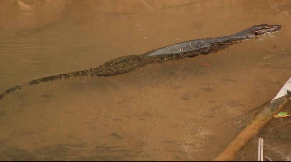 Hewan Biawak, Jenis, Manfaat, dan Bahaya Memeliharanya - Hewan Reptil