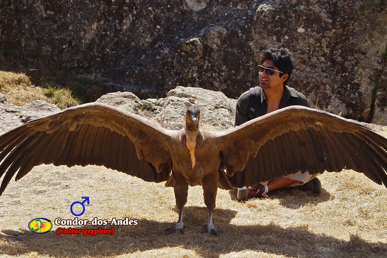 Zoologia: Condor-dos-Andes (Vultur gryphus)