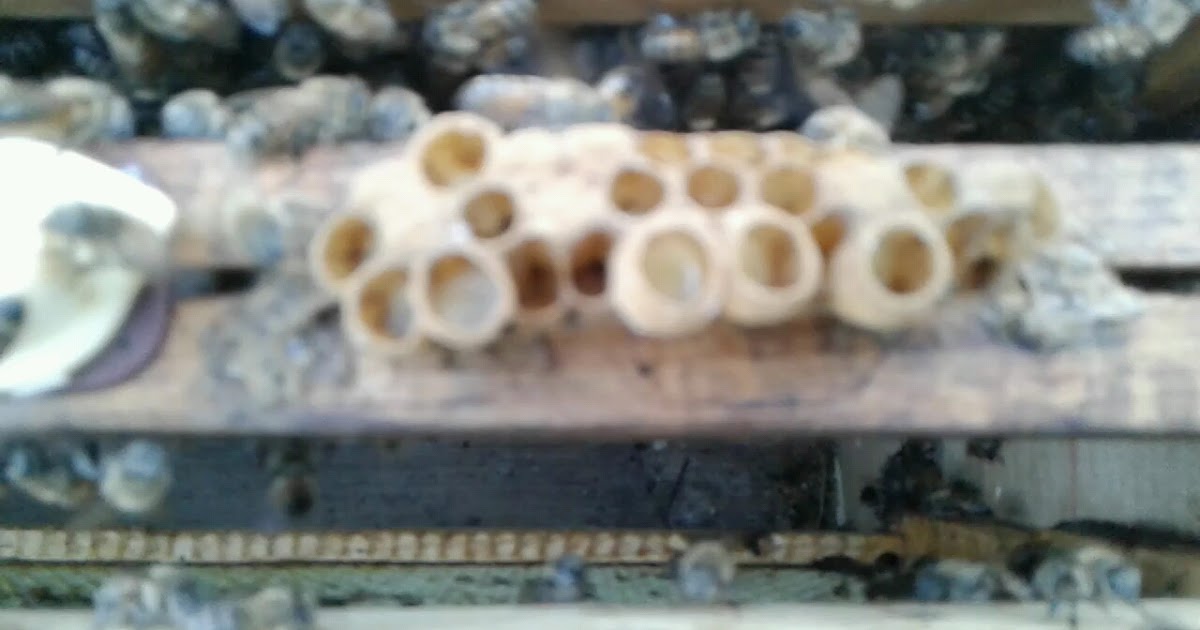 My personal blog: Real small scale queen rearing