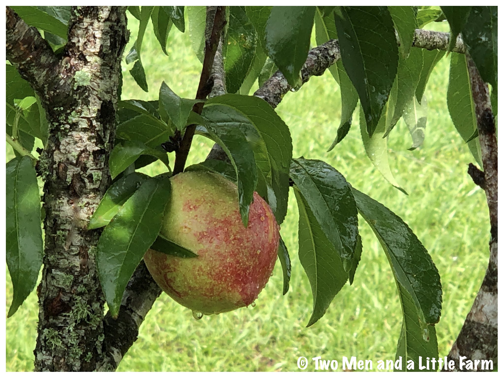 Two Men and a Little Farm: FRUIT TREES AFTER THE STORM