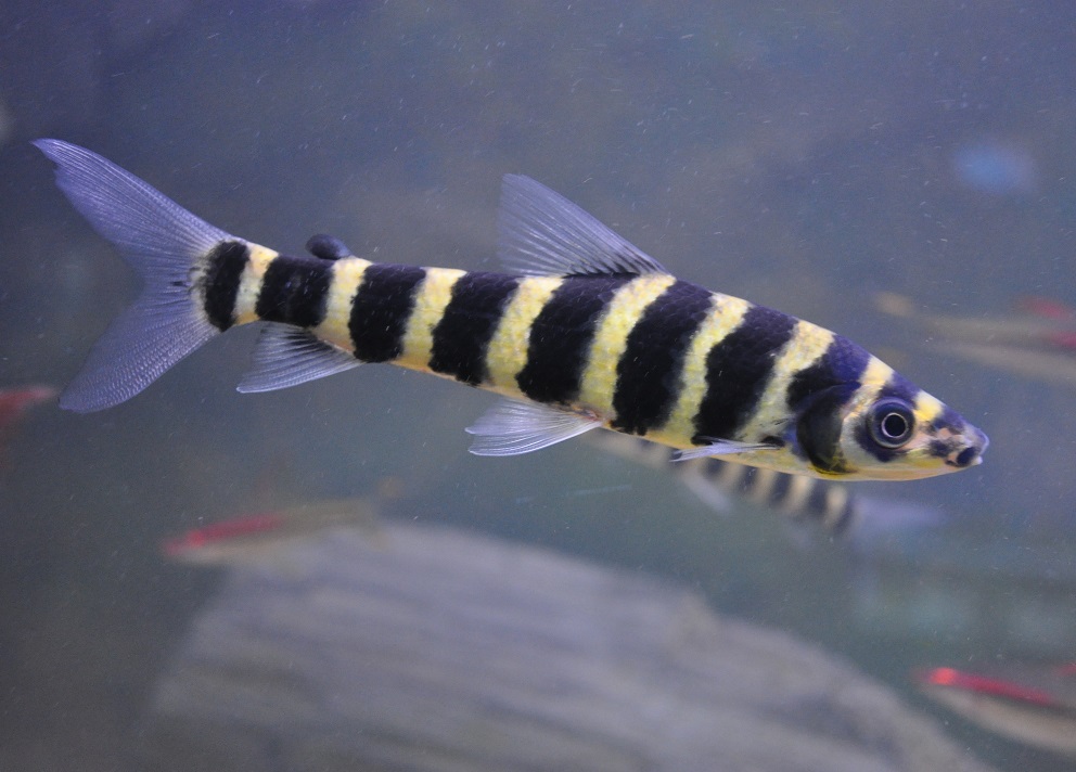 ZOOTOGRAFIANDO (6.096 ANIMALS): LEPORINO DE BANDAS NEGRAS / BANDED ...