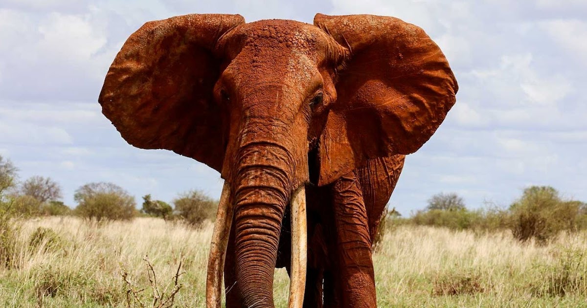 FACTS ABOUT AFRICAN SAVANNA ELEPHANTS