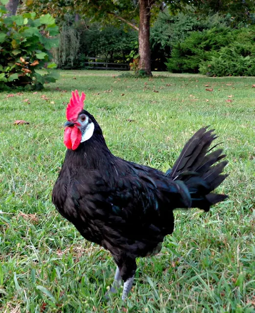Lessons Learned about Roosters - Fresh Eggs Daily® with Lisa Steele
