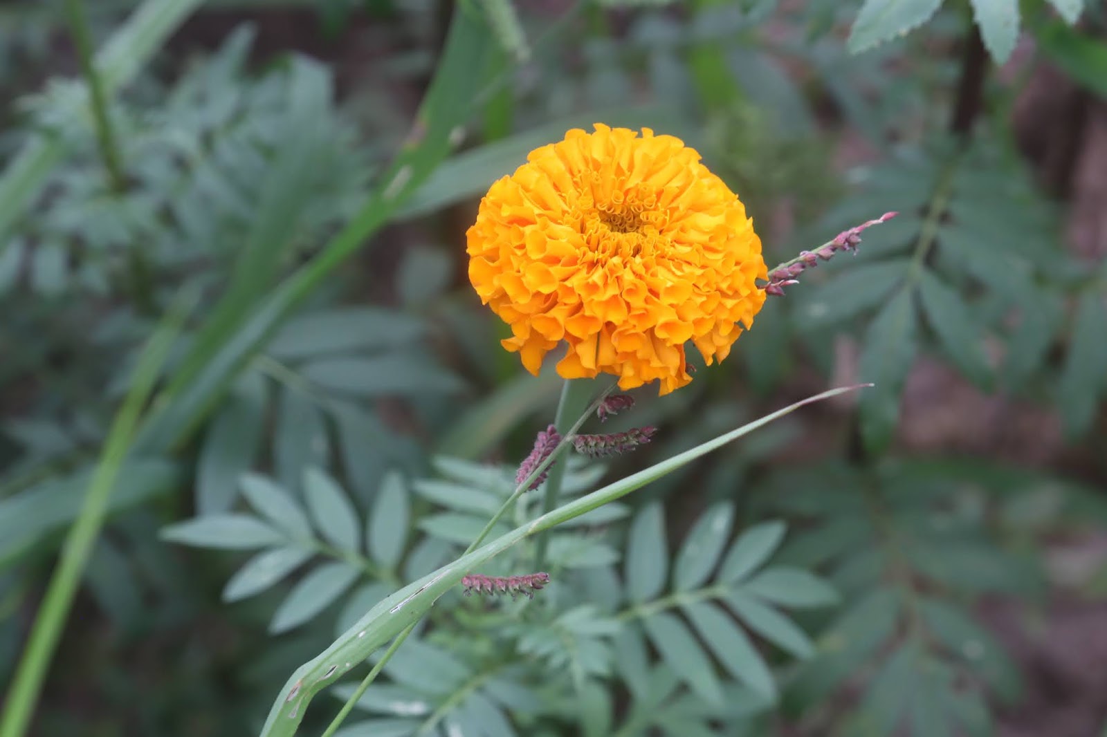Top 10 Marigold flower || Galgota Flower Stock Photos - Photo Grapher