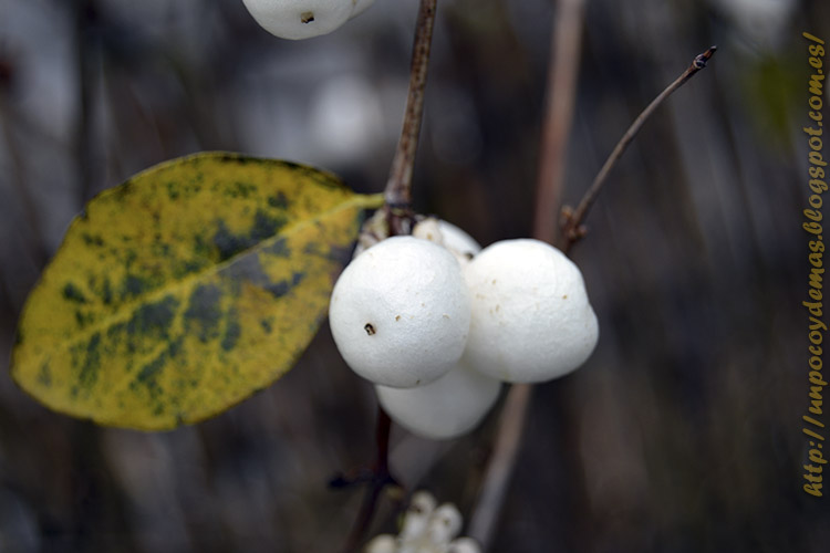De todo un poco y alguna cosa más: Frutos blancos