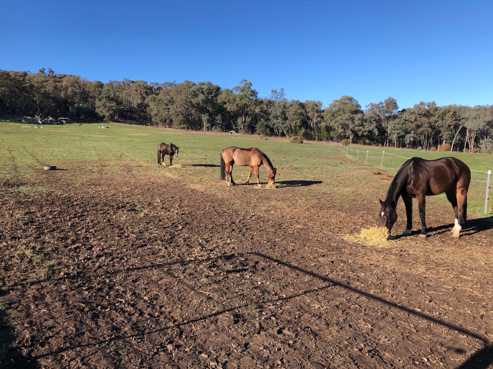 The Sustainable Horse: Rehabilitating paddocks Part 1