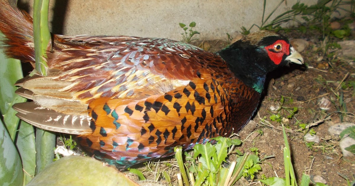 Animales Salvajes : EL FAISÁN