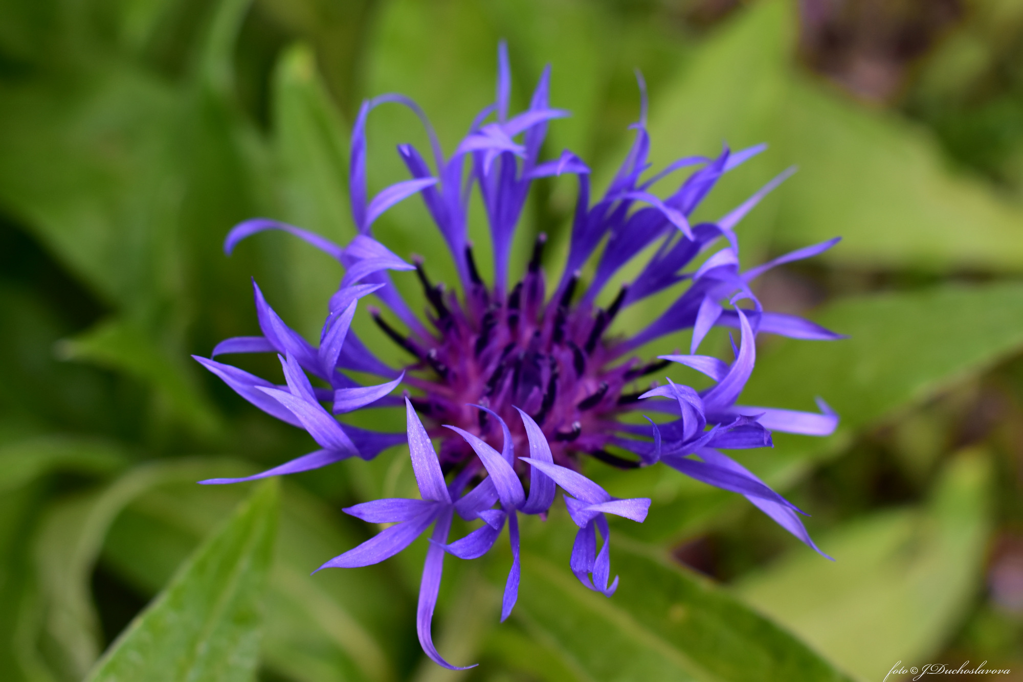 PŘÍRODA: Luční rostliny