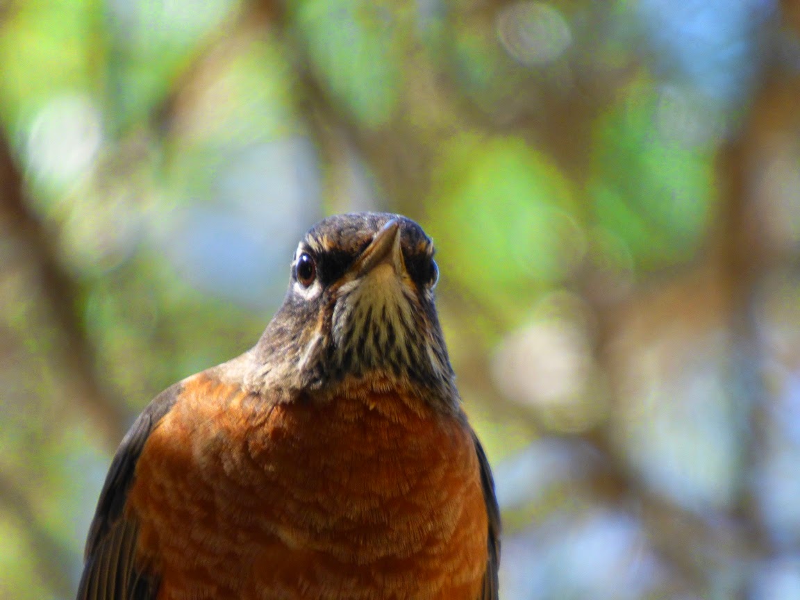 Geotripper's California Birds: Bird of the Day: American Robin at ...