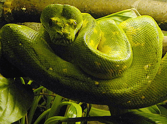 FOTO NATURA HUESCA 2: PITÓN VERDE morelia-viridis Hermann Schlegel ...