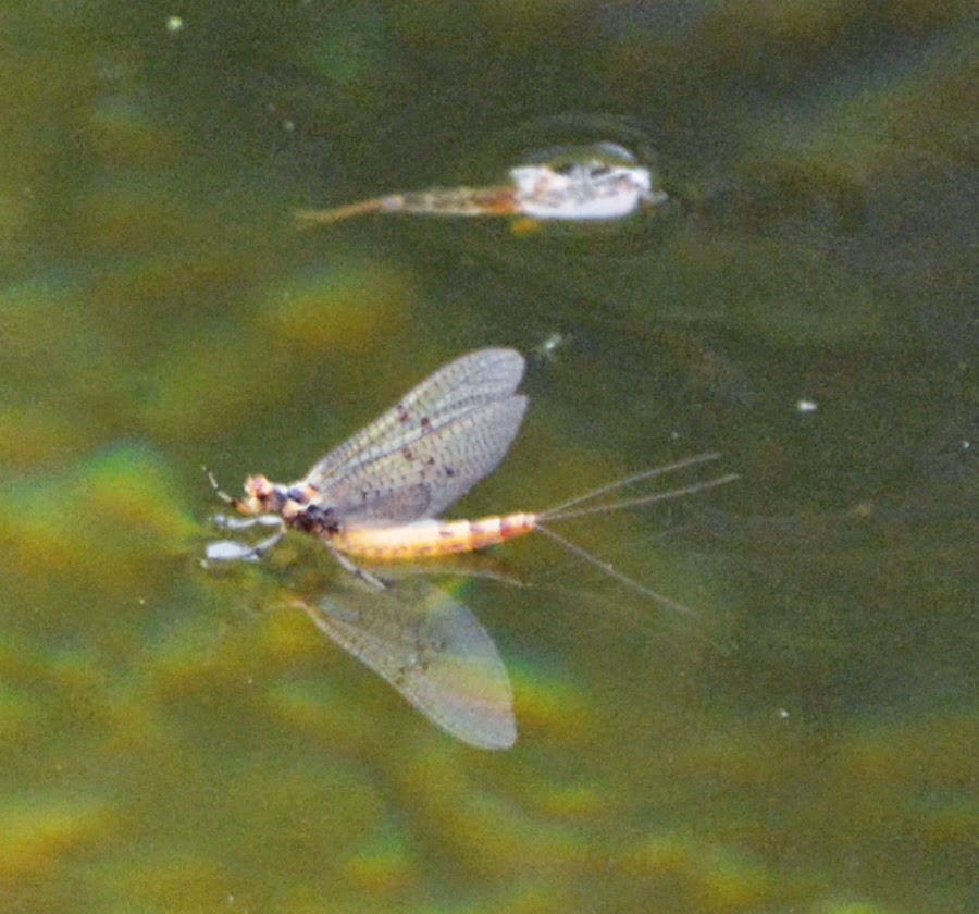 Diary of a Riverkeeper on the River Test, Hampshire: A Mayfly Feeding ...