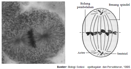 Pengertian Tahapan Profase, Metafase, Anafase Dan Telofase Dalam Proses ...