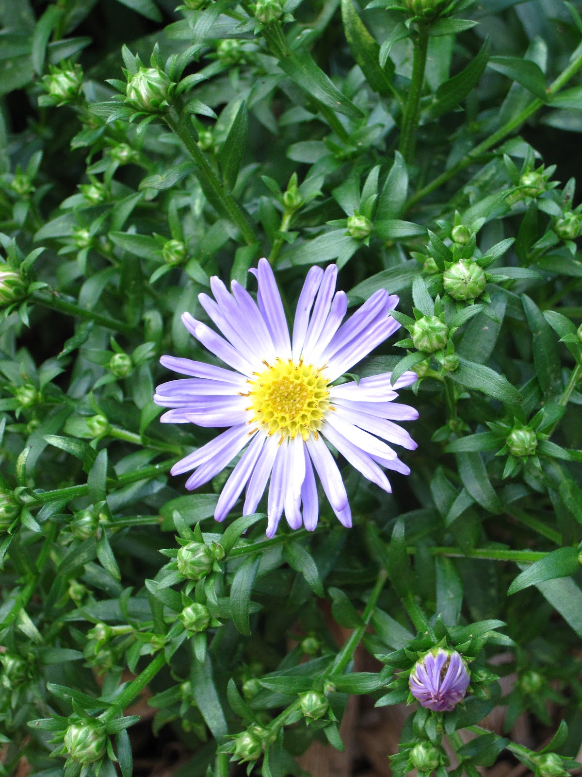 Enjoying My Garden: Late Bloomers!!