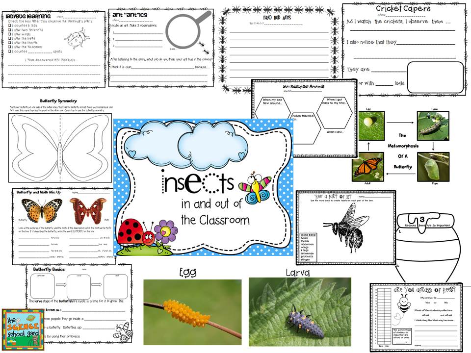 Hate To Bug You: Insect Lessons for Littles! - The Science School Yard