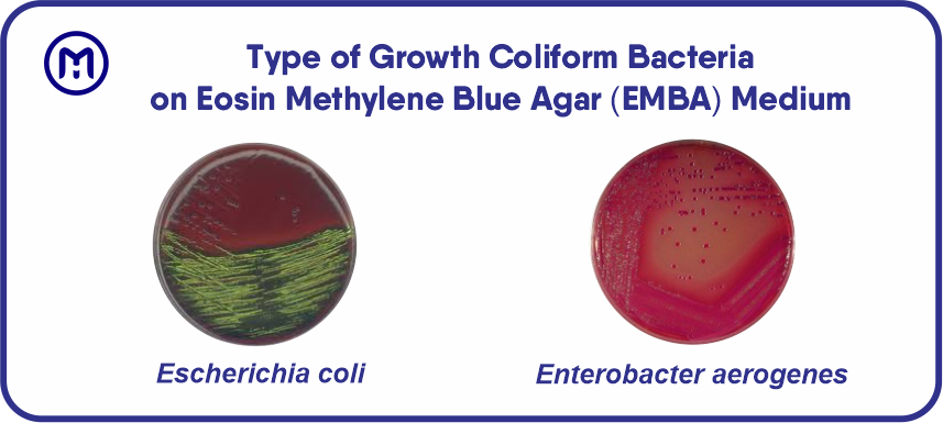 Eosin Methylene Blue Agar (EMBA) - Definisi, Komposisi, Cara Pembuatan ...