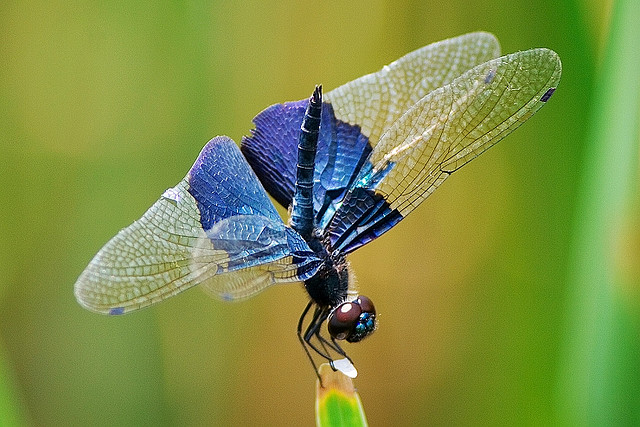 Dragonfly Delight: A Life Cycle in Superb Macrophotography | The Ark In ...