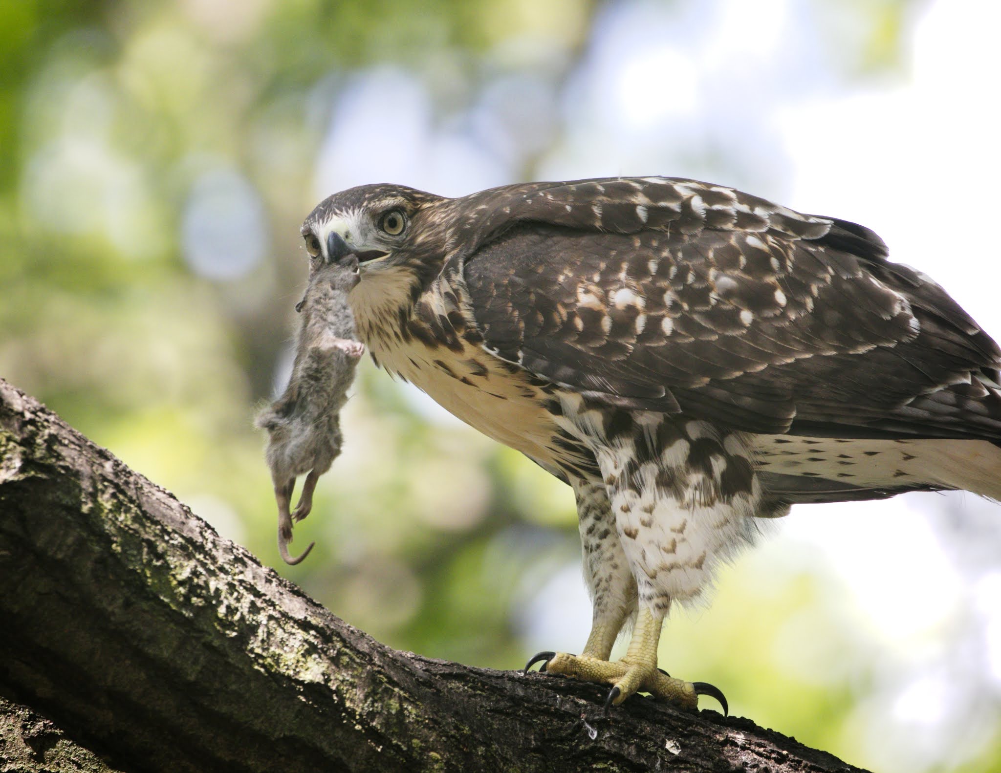 Laura Goggin Photography: Tompkins Square red-tailed hawk fledgling ...