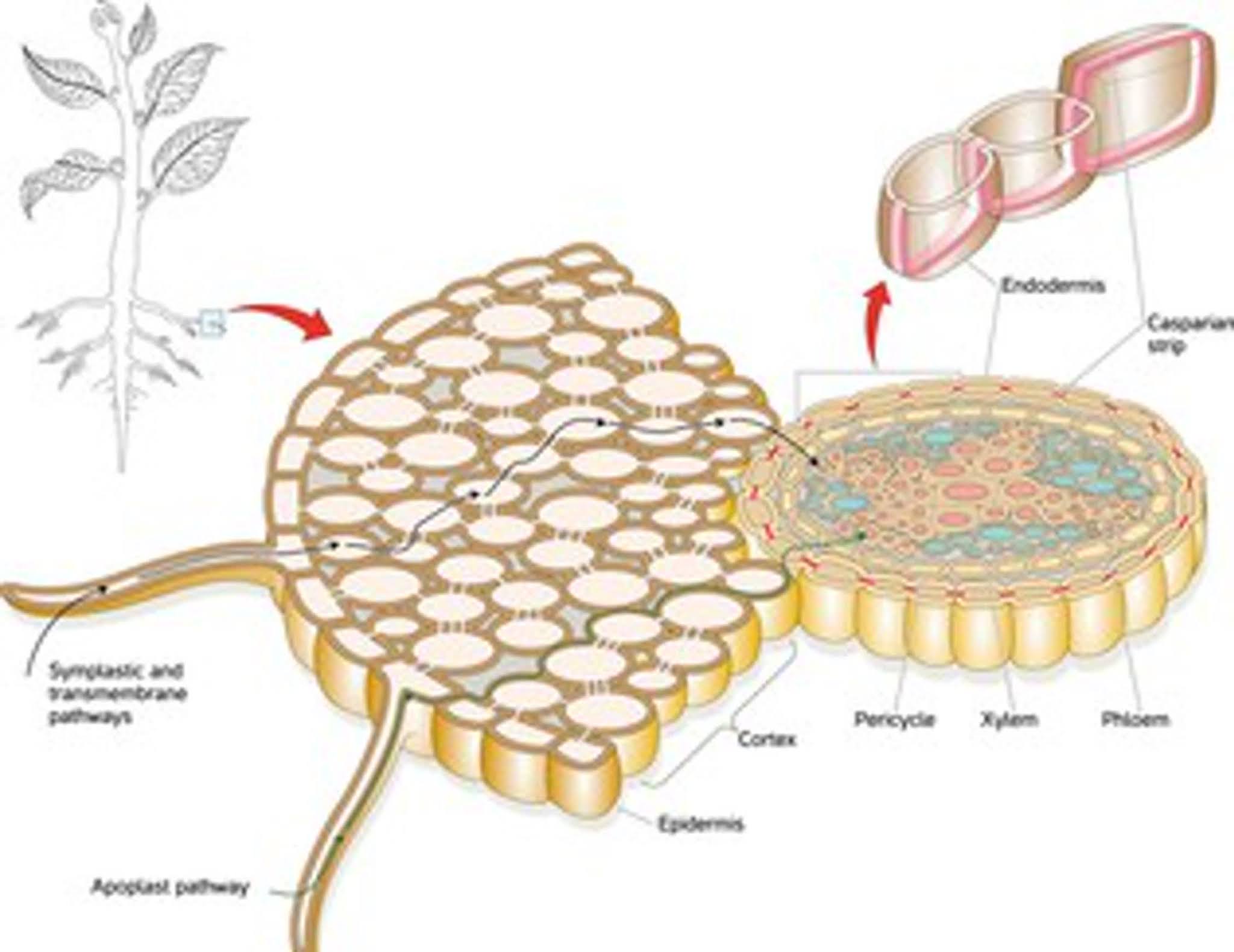 Xylem and phloem. biological structure scheme of inner vascular in ...