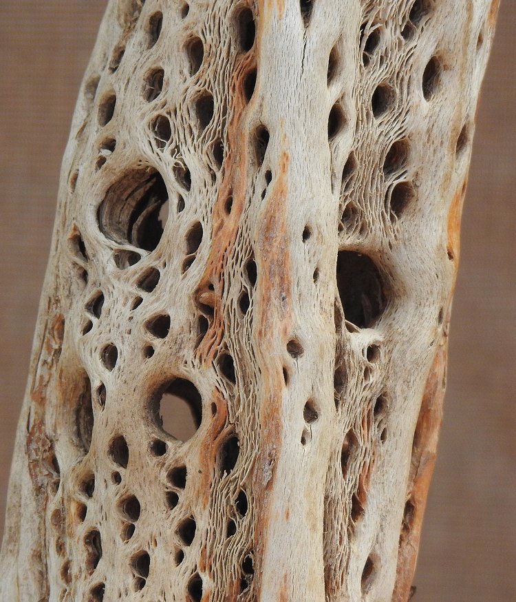 Kittling: Books: More from the Desert Botanical Garden