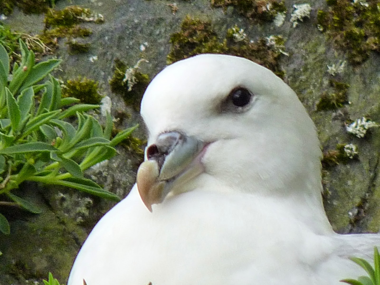 Birding For Pleasure: Fulmar Birds on Copeland Island