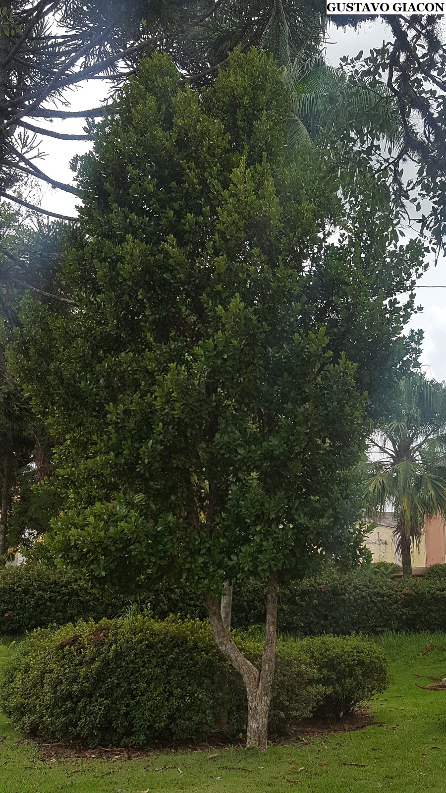 Viveiro Ciprest - Plantas Nativas e Exóticas: Grumichama ou Grumixama ...