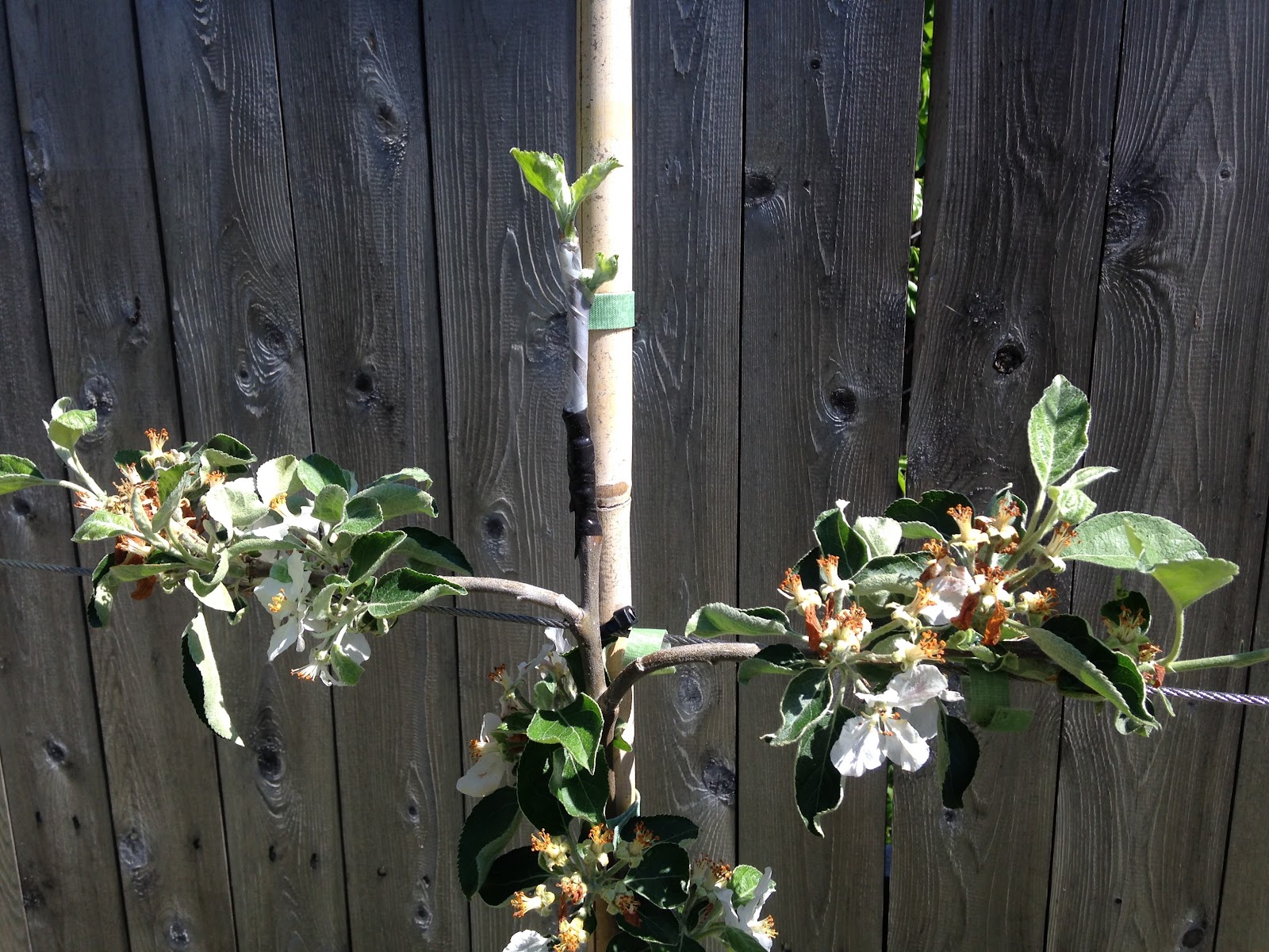 Tooling Up: Urban Micro-Orchard Year 3