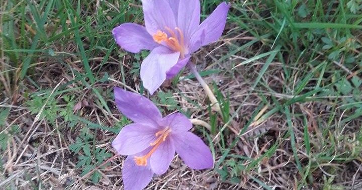 Caminos y senderos españoles: PLANTAS CURIOSAS: “FALSO AZAFRÁN”