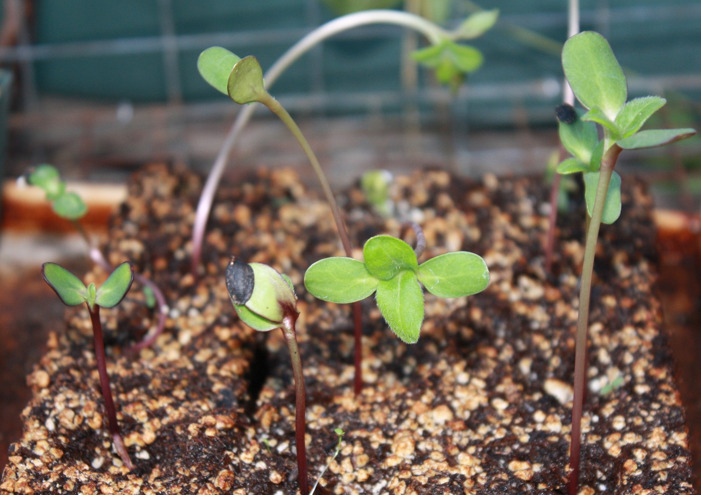 The Edible Garden: June 2011