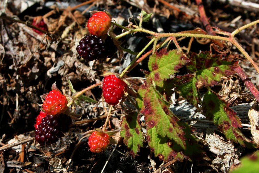 Off-Grid Home Sweet Home: Berry Hunting Hike...