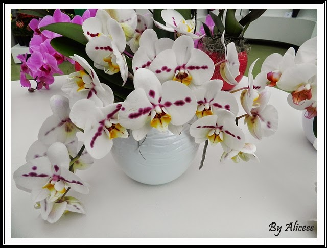 O vizita la Pavilionul cu Orhidee din Keukenhof Garden in 20 de imagini ...