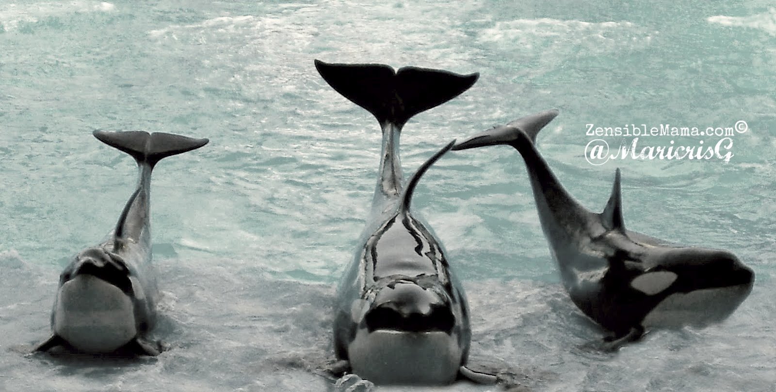 Zensible Mama: SeaWorld After 8 Years