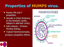 MUMPS VIRUS