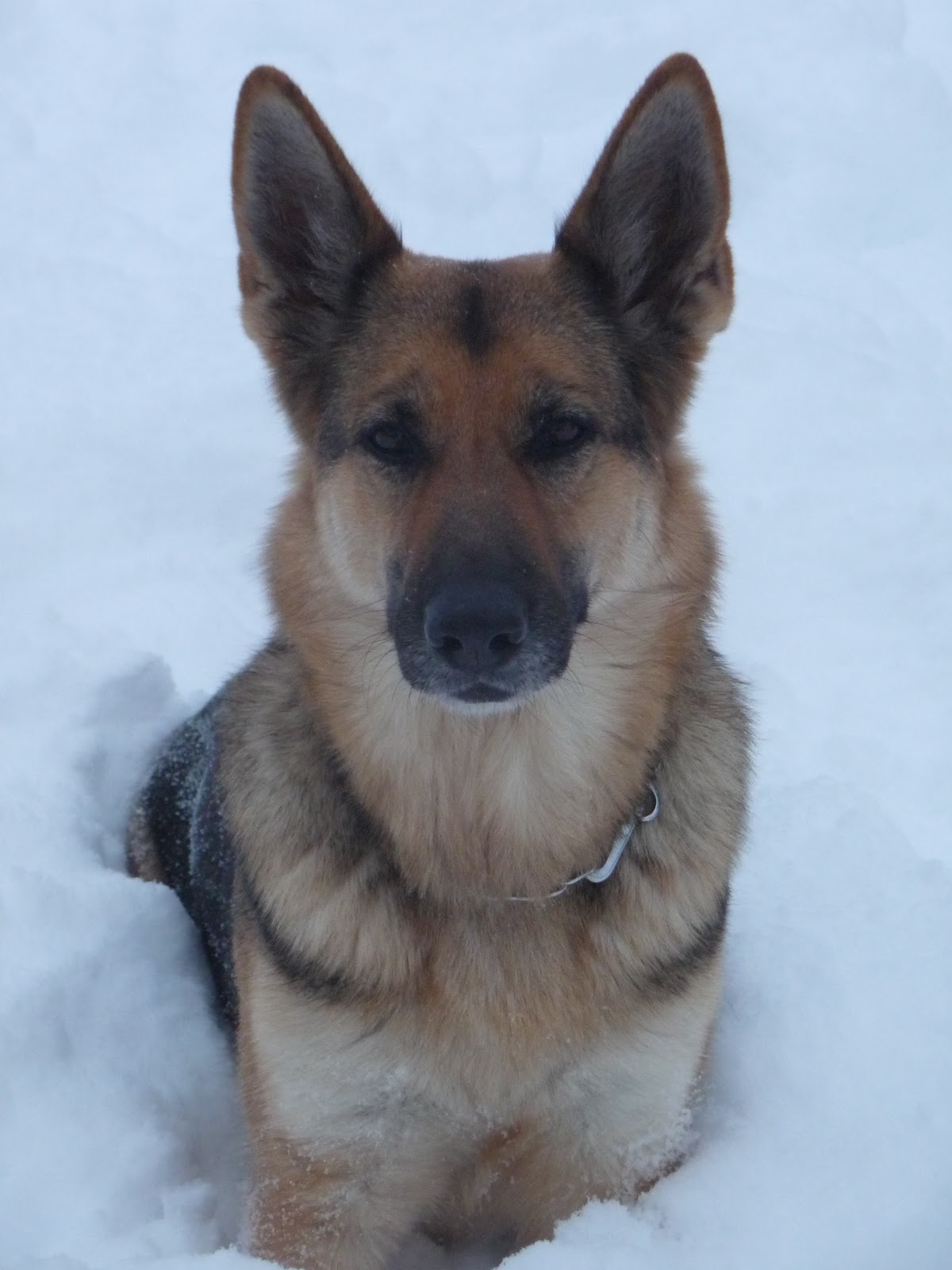 Niras blogg: Fin fina vinterbilder!