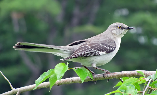 Mockingbird Song