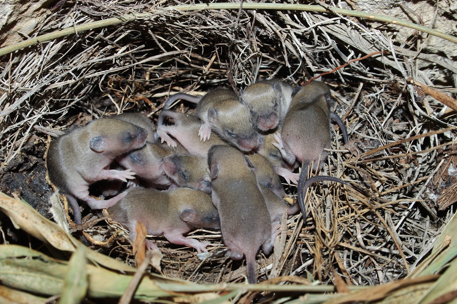 Biodiversity of Cyprus by NGO Protection of the Natural Heritage and ...