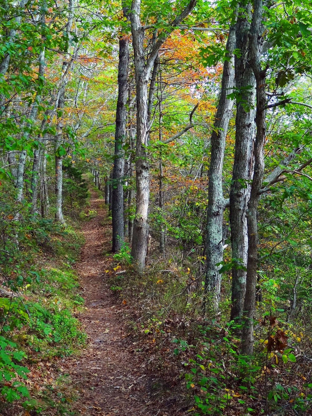 Joe's Retirement Blog: A Walk in the Woods, Cape Cod Canal, Bourne ...