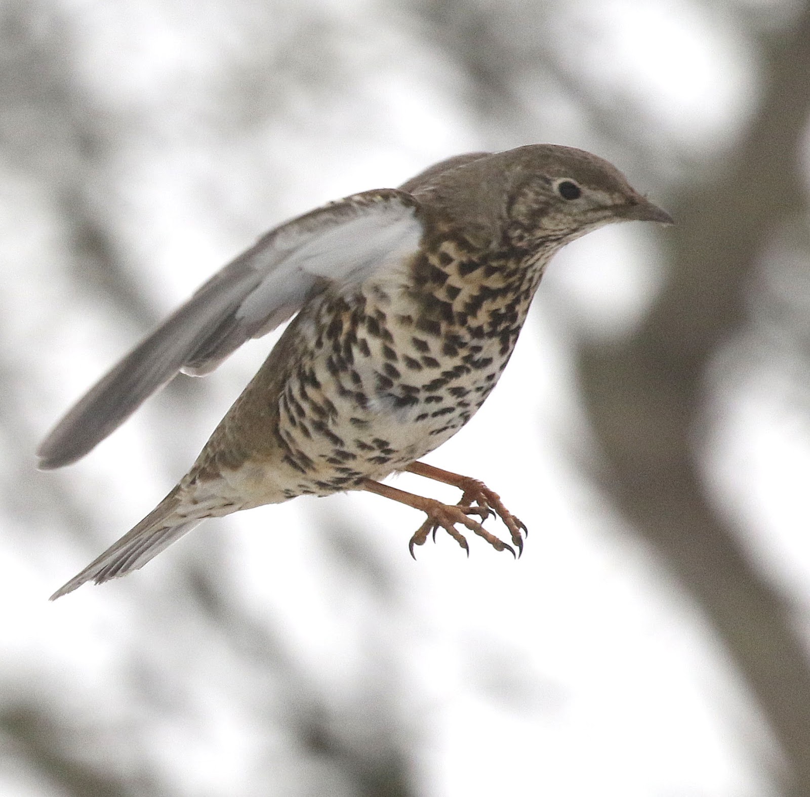 Birding with Flowers: Self Isolating, Species 3 - Mistle Thrush