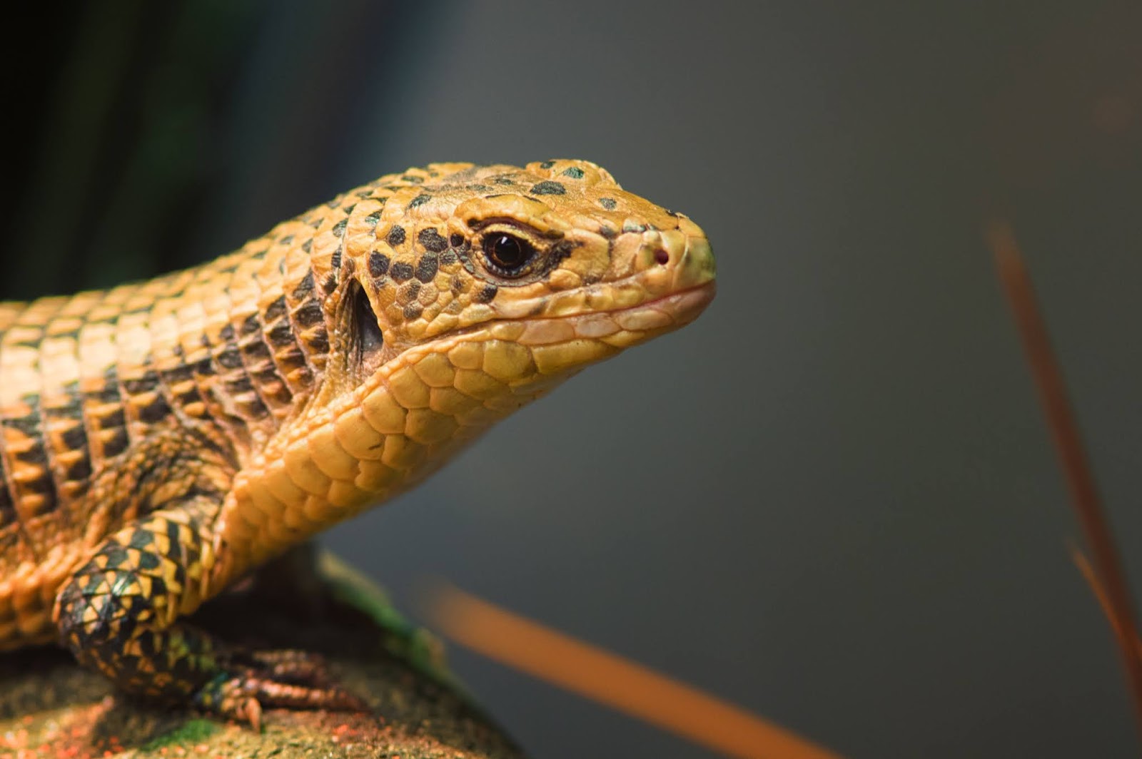 Lazarus lizard - apofuture