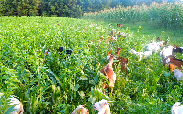 Management of Forages for Goat Production