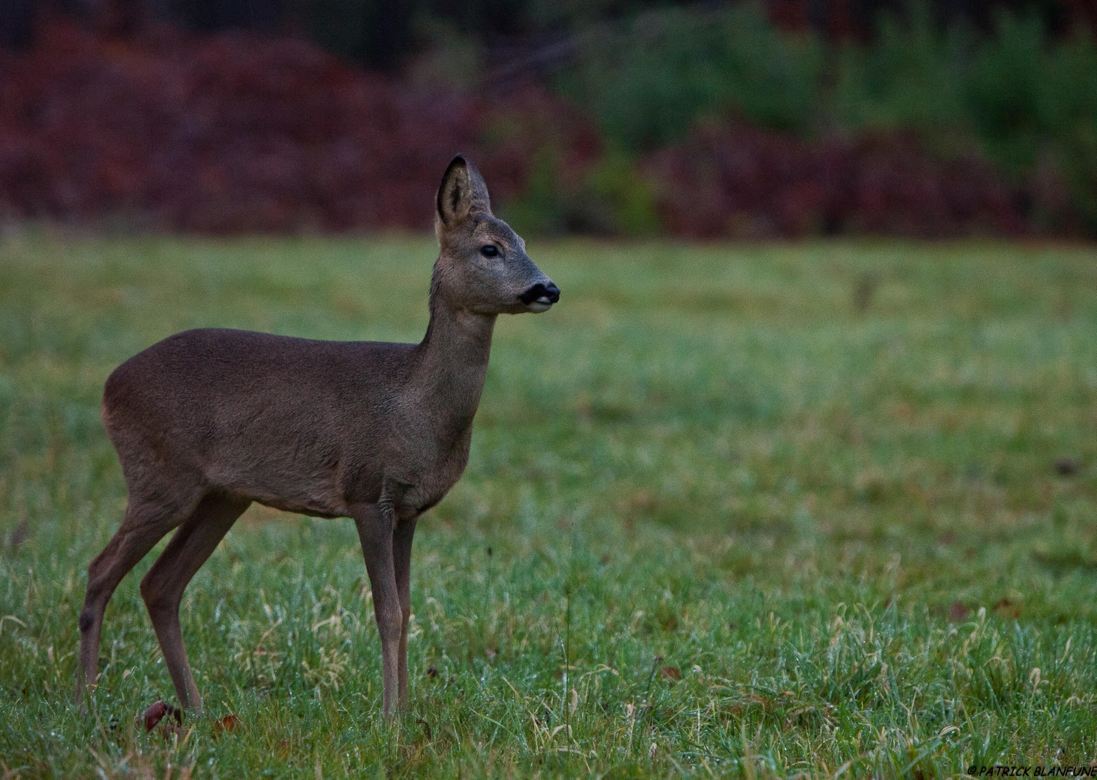 AU RYTHME DES SAISONS-----------------: Chevrette