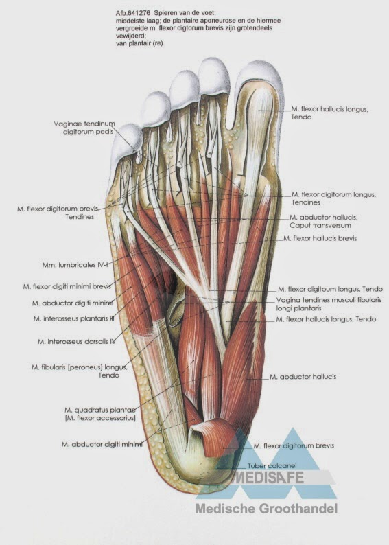 Hardlopen, trainingsmethoden: musculus abductor hallucis