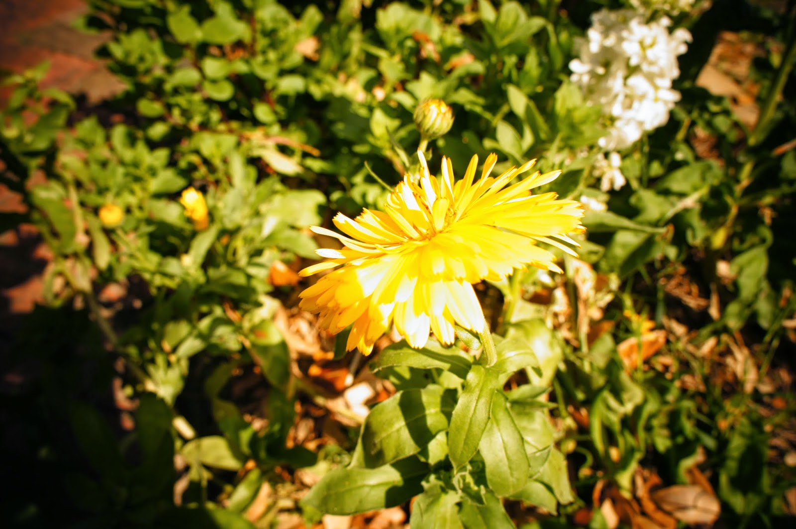 100 flowers royalty free pictures