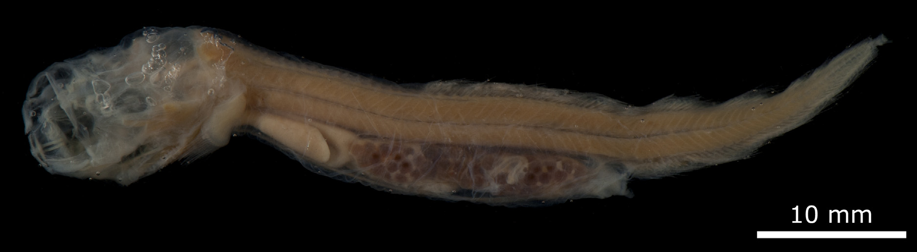 Artes de Pesca: ACTINOPTERYGII